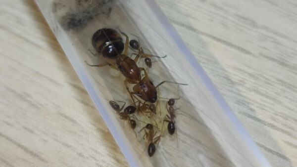 Camponotus maculatus subnudus [Ants for Sale] - Esprit Fourmis
