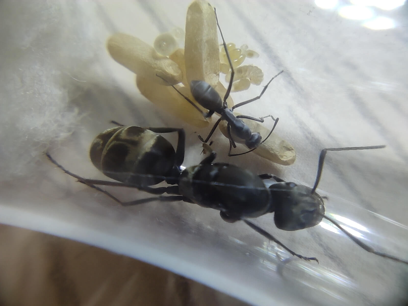 Camponotus parius - Esprit Fourmis [Vente de fourmis]