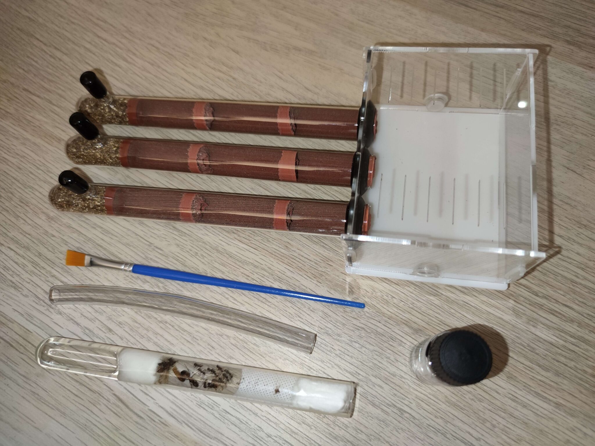 Kit pour débutant avec fourmis gratuites - Esprit Fourmis