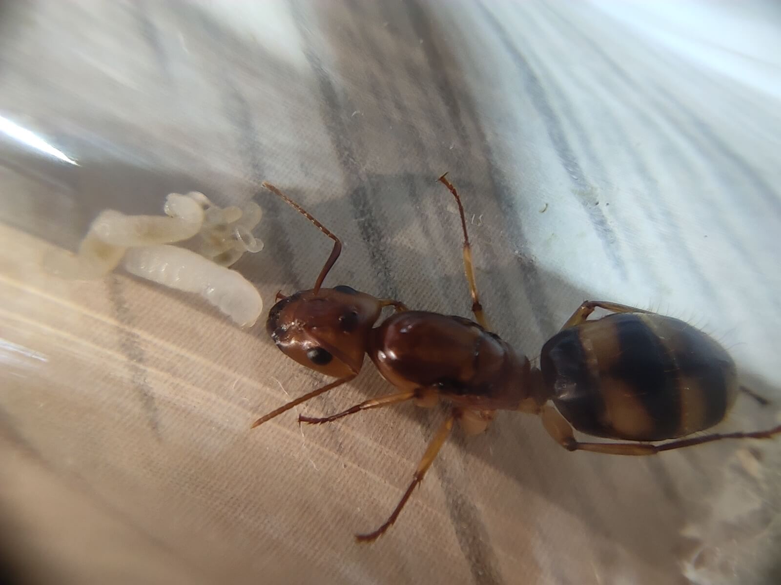 Camponotus maculatus subnudus - Esprit Fourmis [Vente de fourmis]
