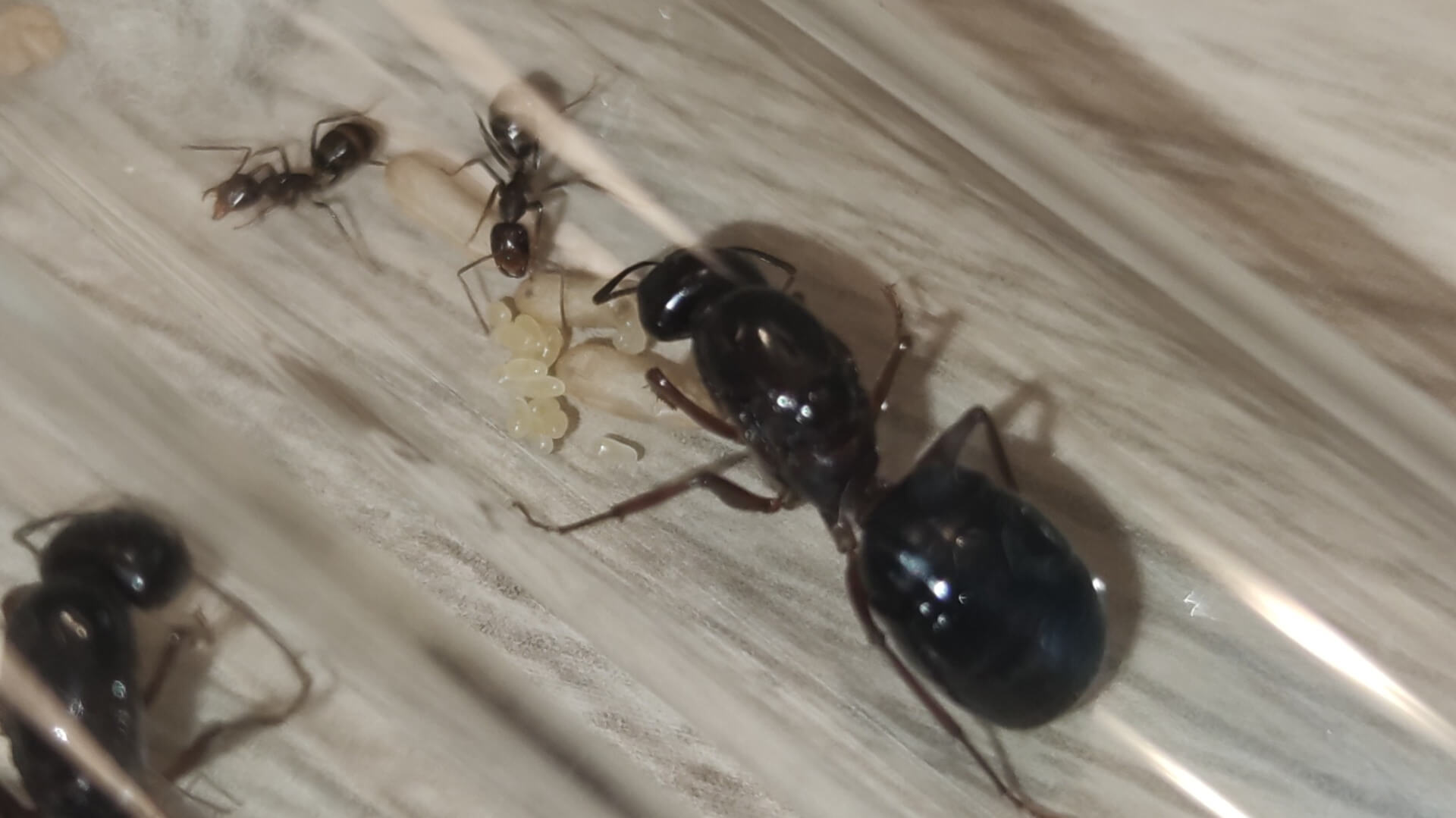 Camponotus siamensis [Ants for Sale] - Esprit Fourmis