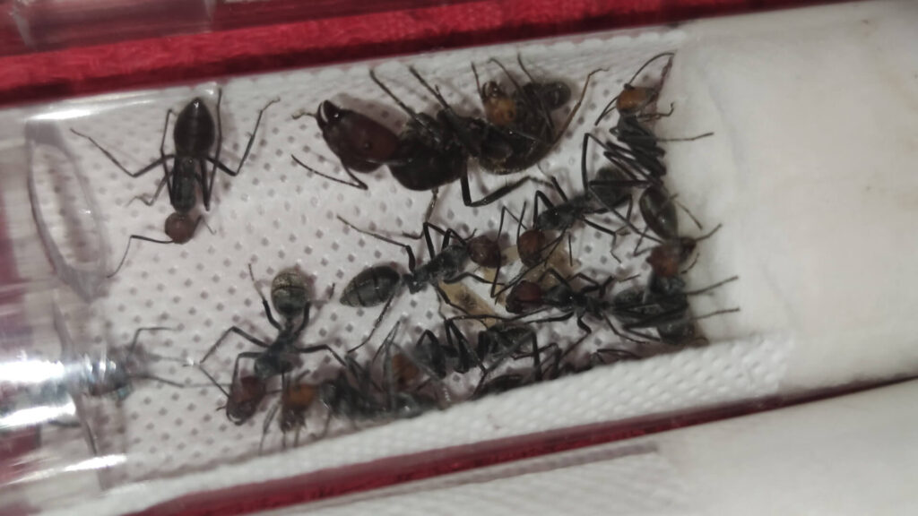 Camponotus singularis - Stabilized colonies for sale