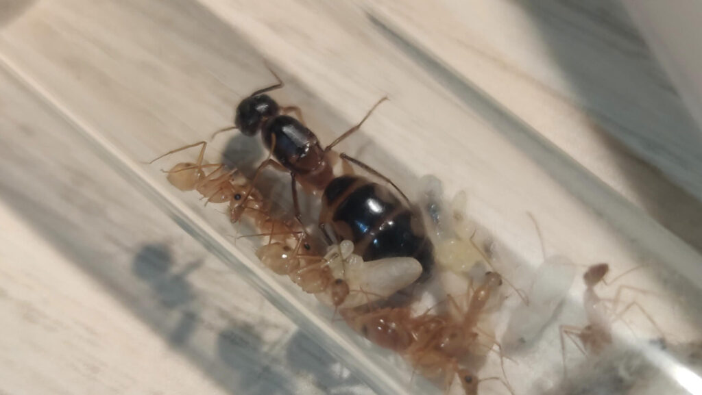 Camponotus maculatus - Vente de reines et de colonies
