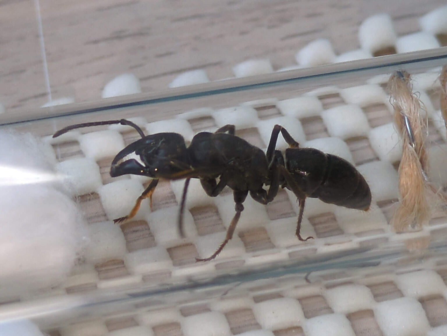 Vente de fourmis, fourmilières et kits pour débutant - Esprit Fourmis