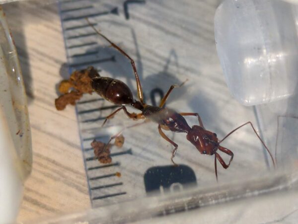 Odontomachus granatus - Vente de reine d'essaimage
